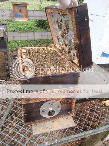 2017 nuc transport box preferences | Beesource Beekeeping Forums